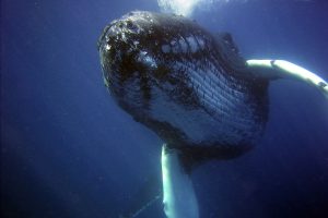Megalophobia: Overcoming Fear of Large Objects - Health Spot