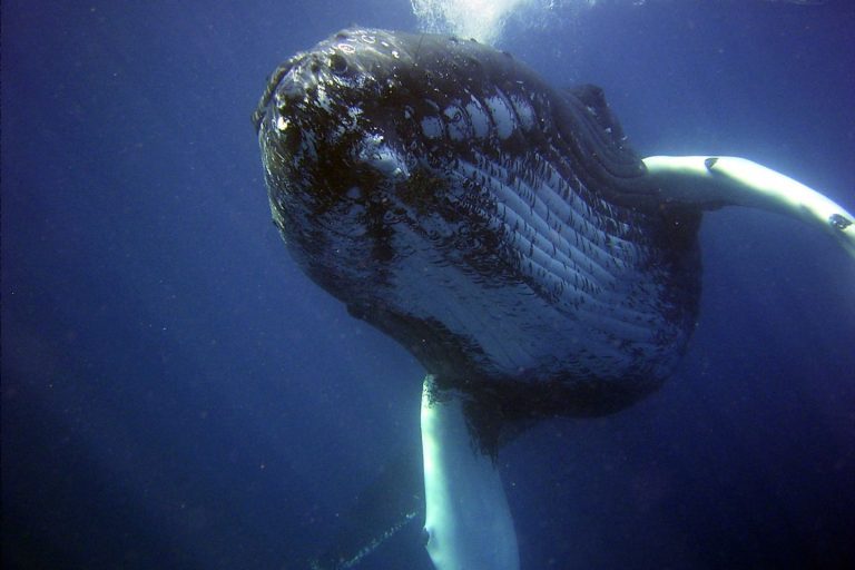 Megalophobia: Overcoming Fear of Large Objects - Health Spot