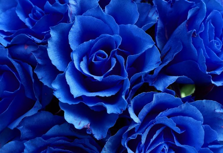 Understanding and Overcoming Fear of the Color Blue - Health Spot