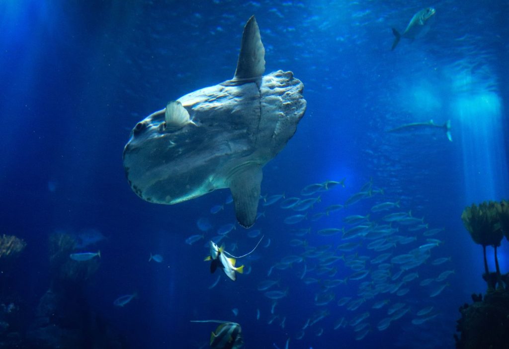 Megalophobia Pictures: Understanding Fear of Large Objects - Health Spot