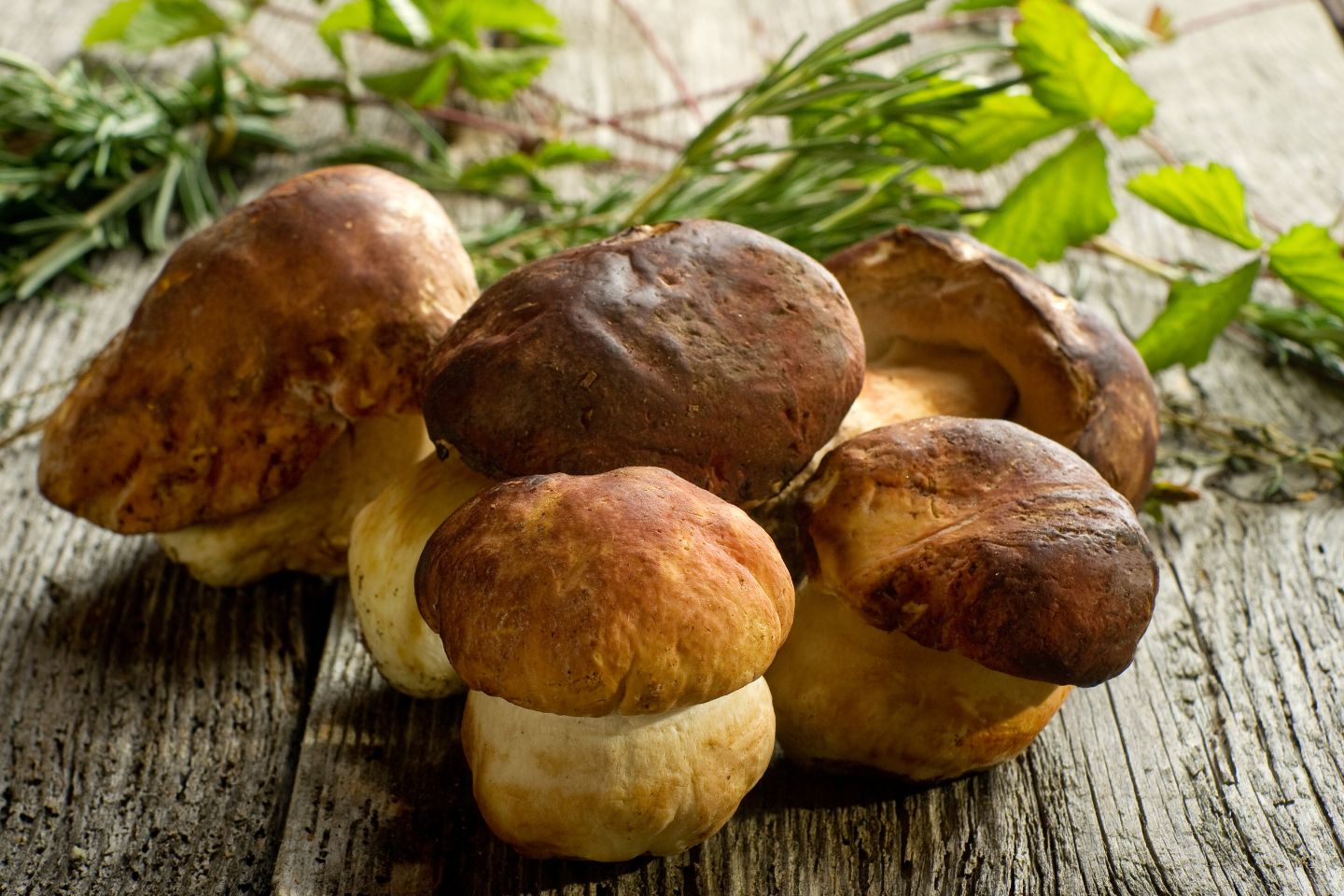 Mushrooms for ADHD: Exploring the Potential Benefits